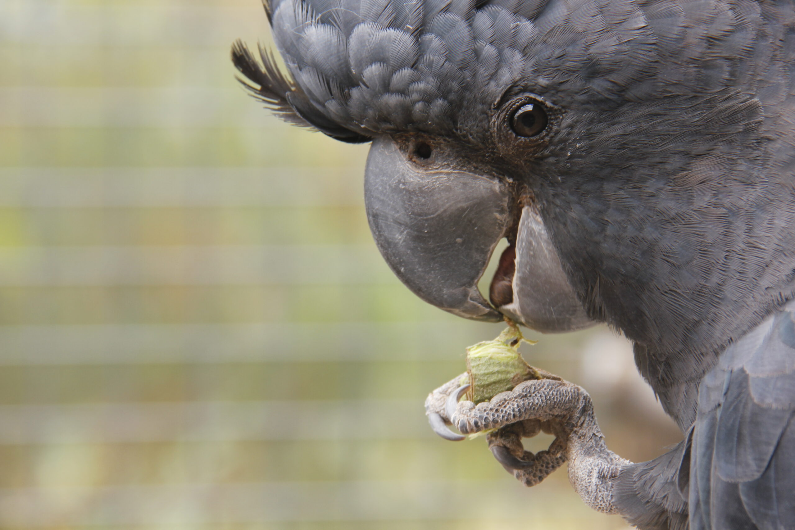 BCP – If you find an injured native animal in WA, please call us on ...