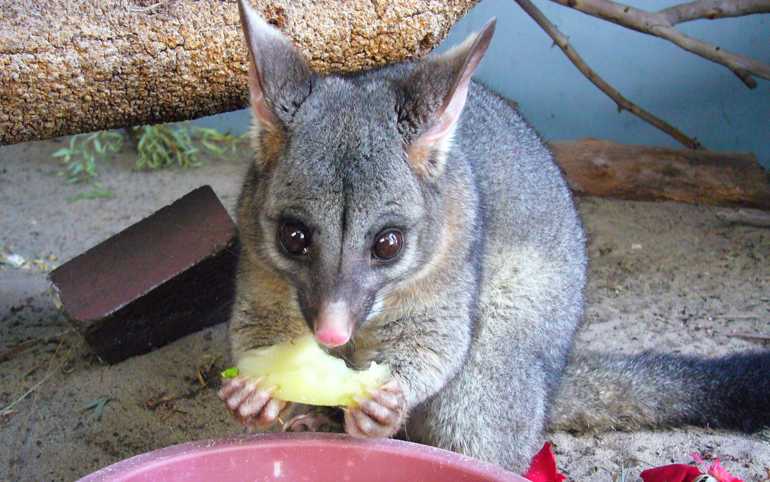 Brushtail Possum – If you find an injured native animal in WA, please ...