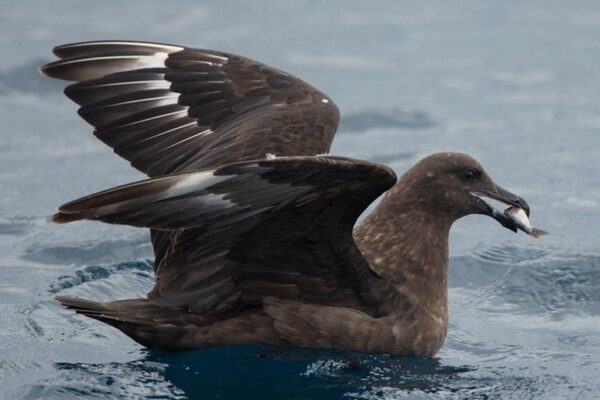 Injured Birds – If you find an injured native animal in WA, please call ...