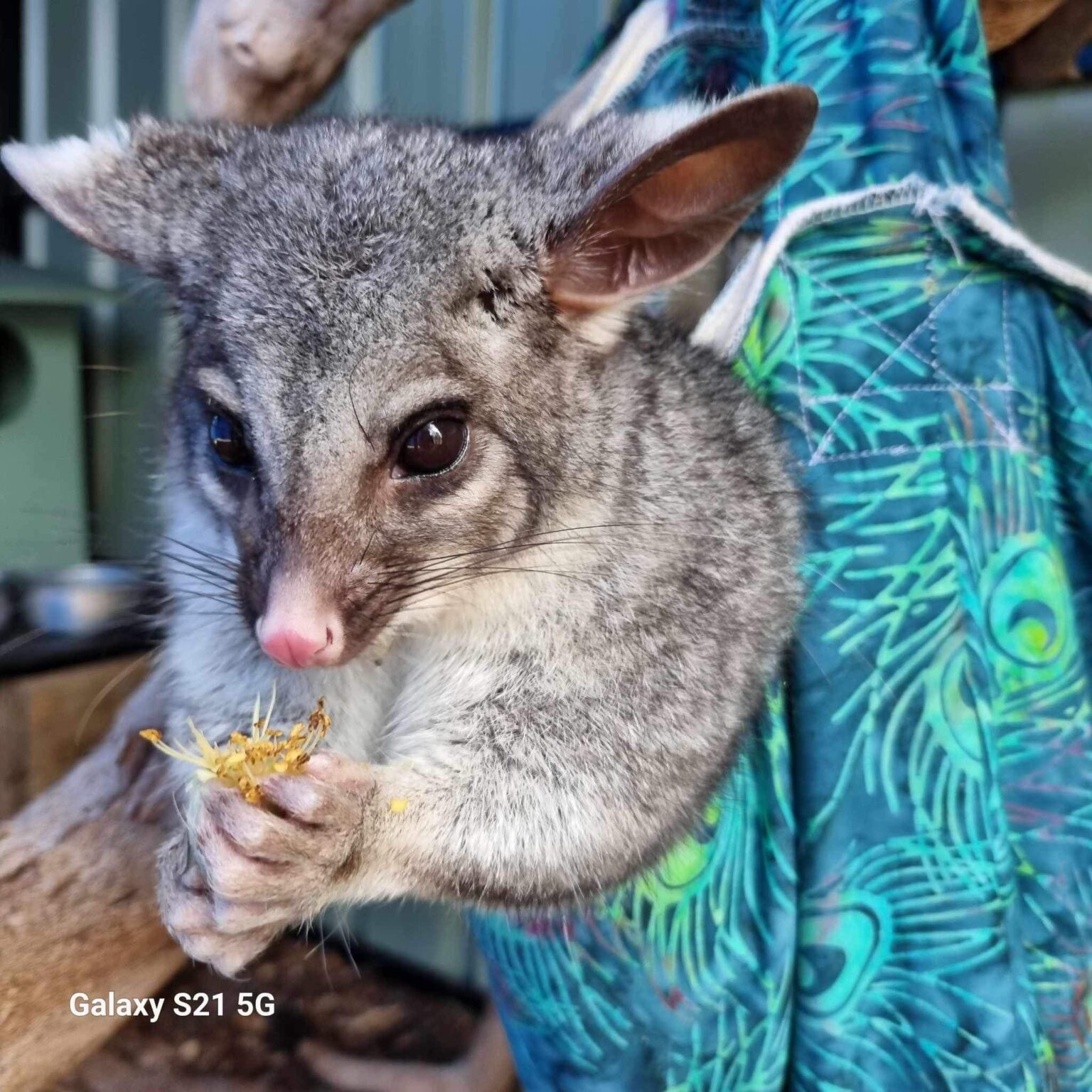 Homepage - If you find an injured native animal in WA, please call us ...